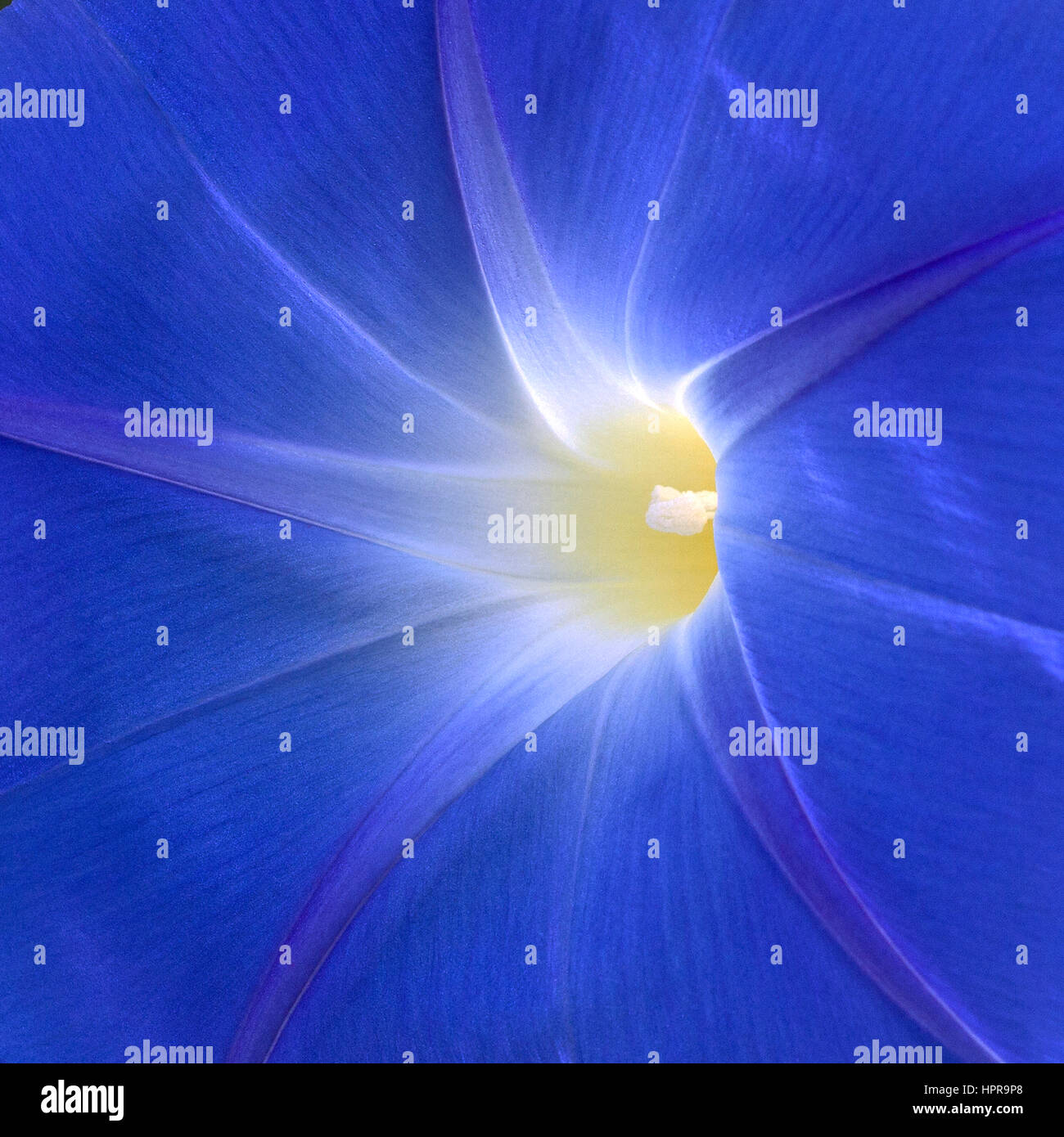 Morning Glory's are a small and beautiful plant/flower. They come in ...