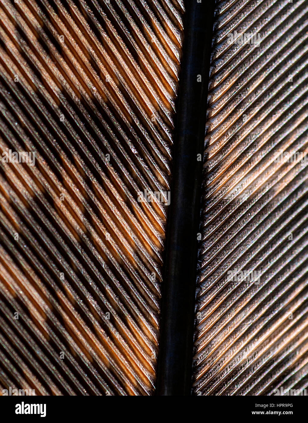 a-closeup-of-a-wild-turkey-feather-stock-photo-alamy