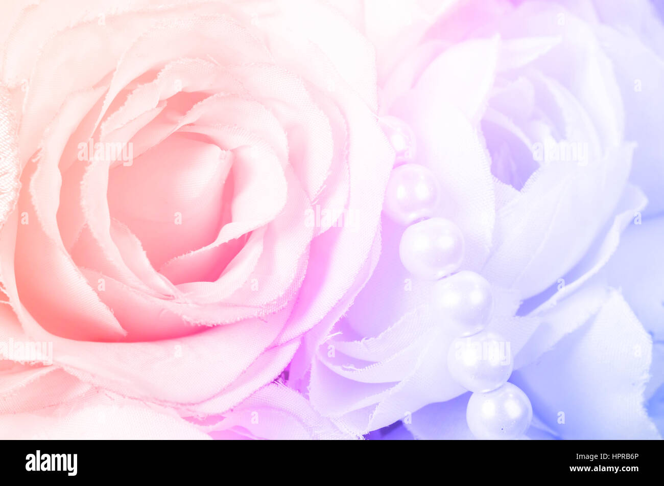 sweet color roses in soft color for flora background Stock Photo - Alamy