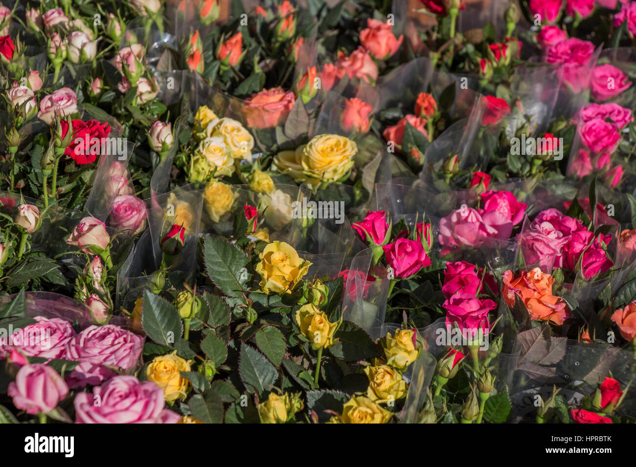 Beautiful fresh flowers as a nature background Stock Photo - Alamy