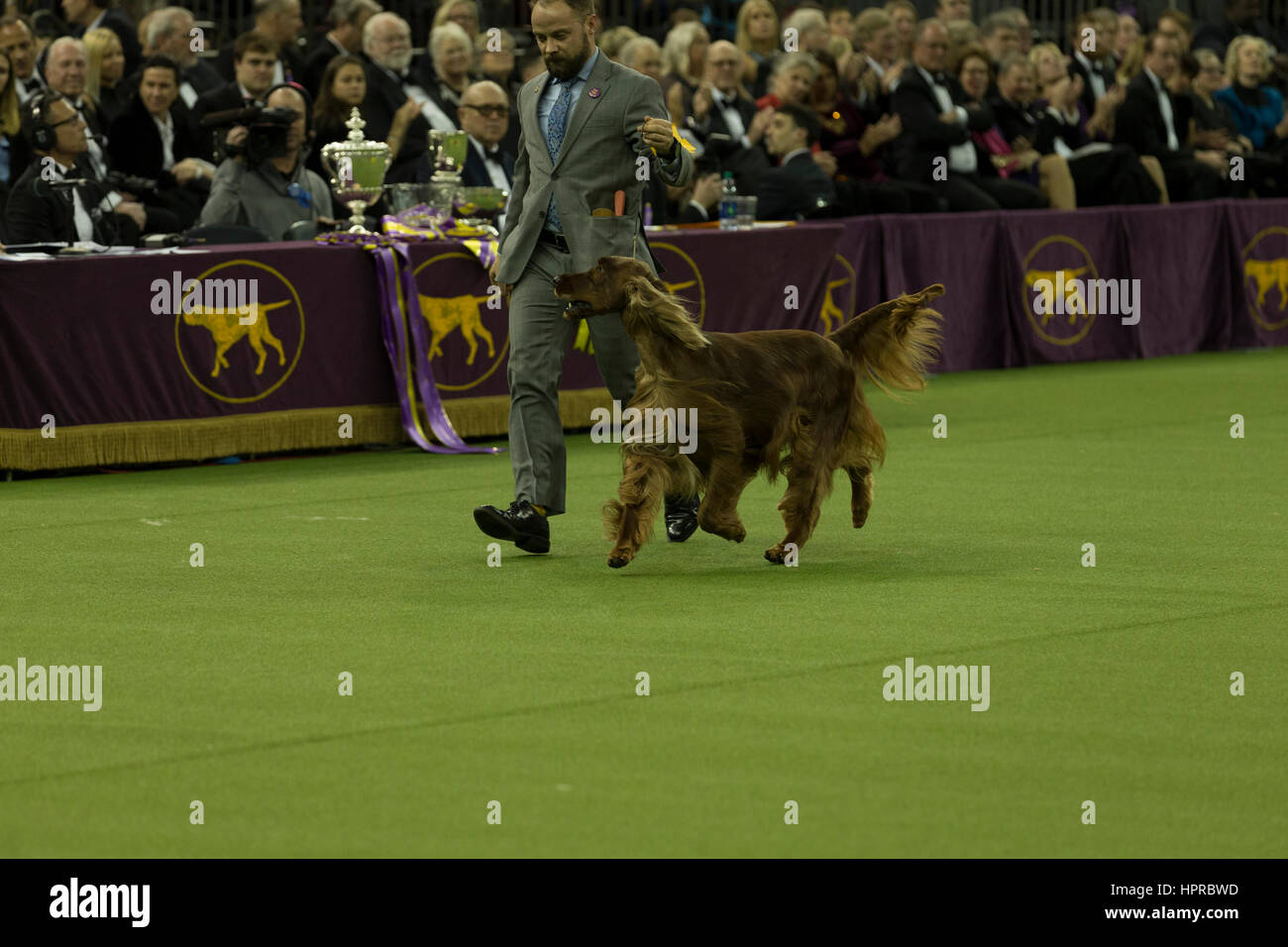 Adrian Irish Setter and handler who won Reserve Best in Show award run ...
