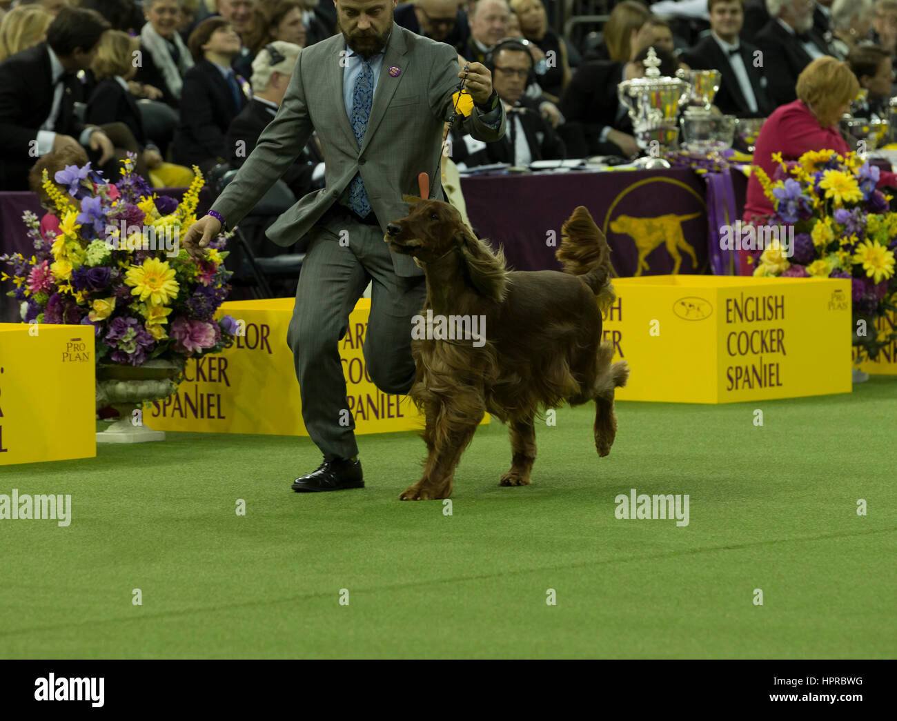 Adrian Irish Setter and handler who won Reserve Best in Show award run ...