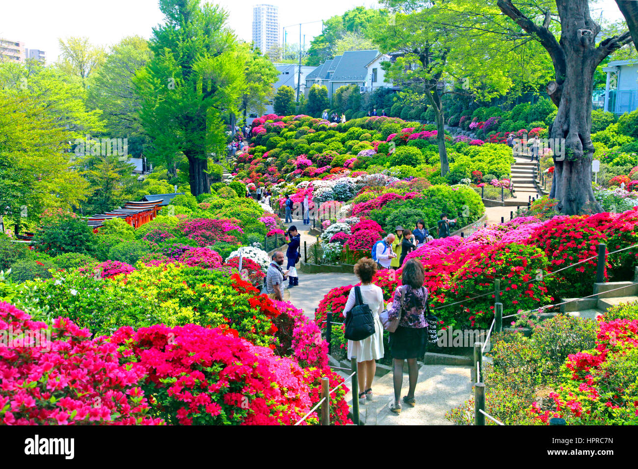 Azalea Festival Nezu Shrine Tokyo Japan Stock Photo - Alamy