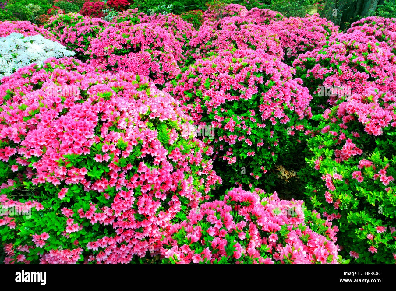 Azalea Festival Nezu Shrine Tokyo Japan Stock Photo - Alamy