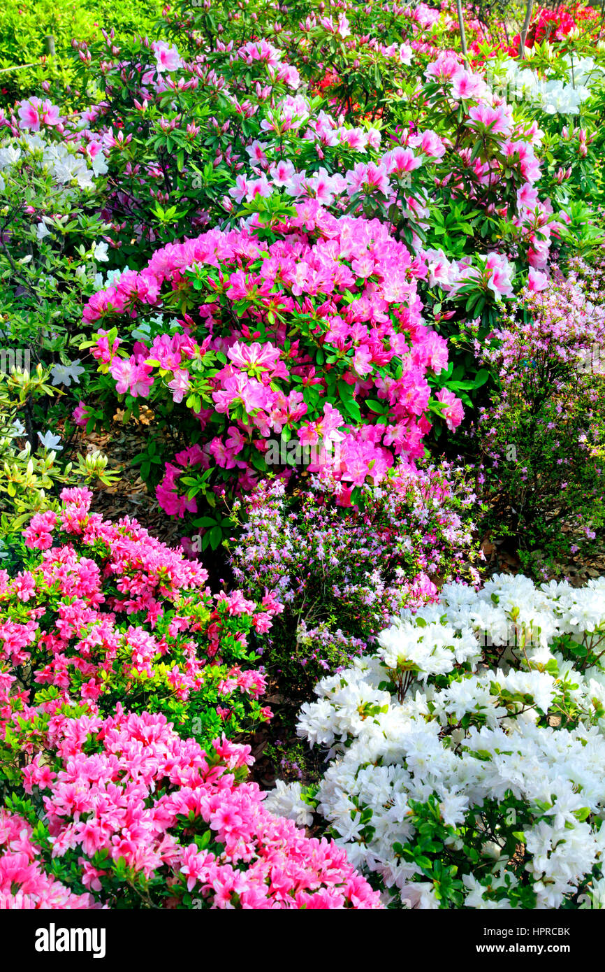 Azalea festival hi-res stock photography and images - Alamy