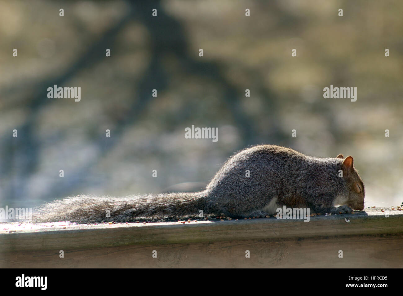 Skippy hi-res stock photography and images - Alamy