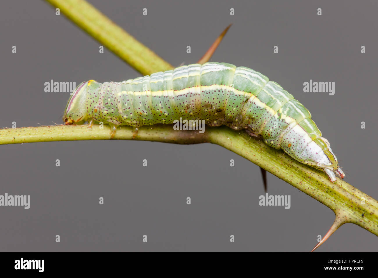 Heterocampa guttivitta hi-res stock photography and images - Alamy