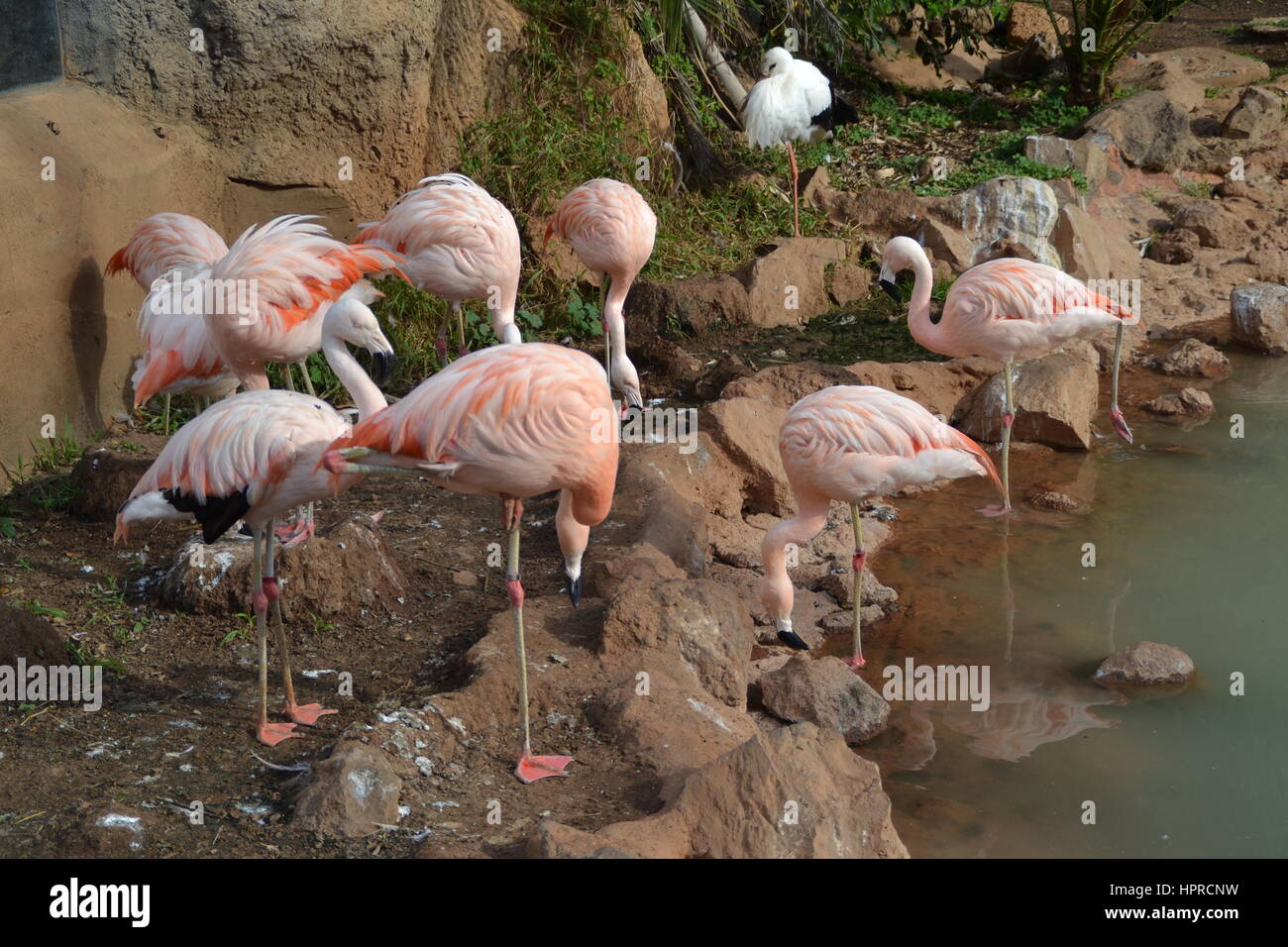 Flamingo eating algae hi-res stock photography and images - Alamy