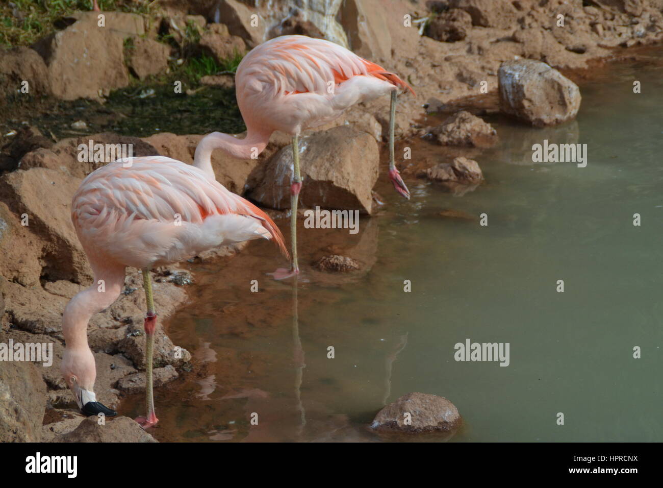 Flamingos usually stand on one leg while the other is tucked beneath ...