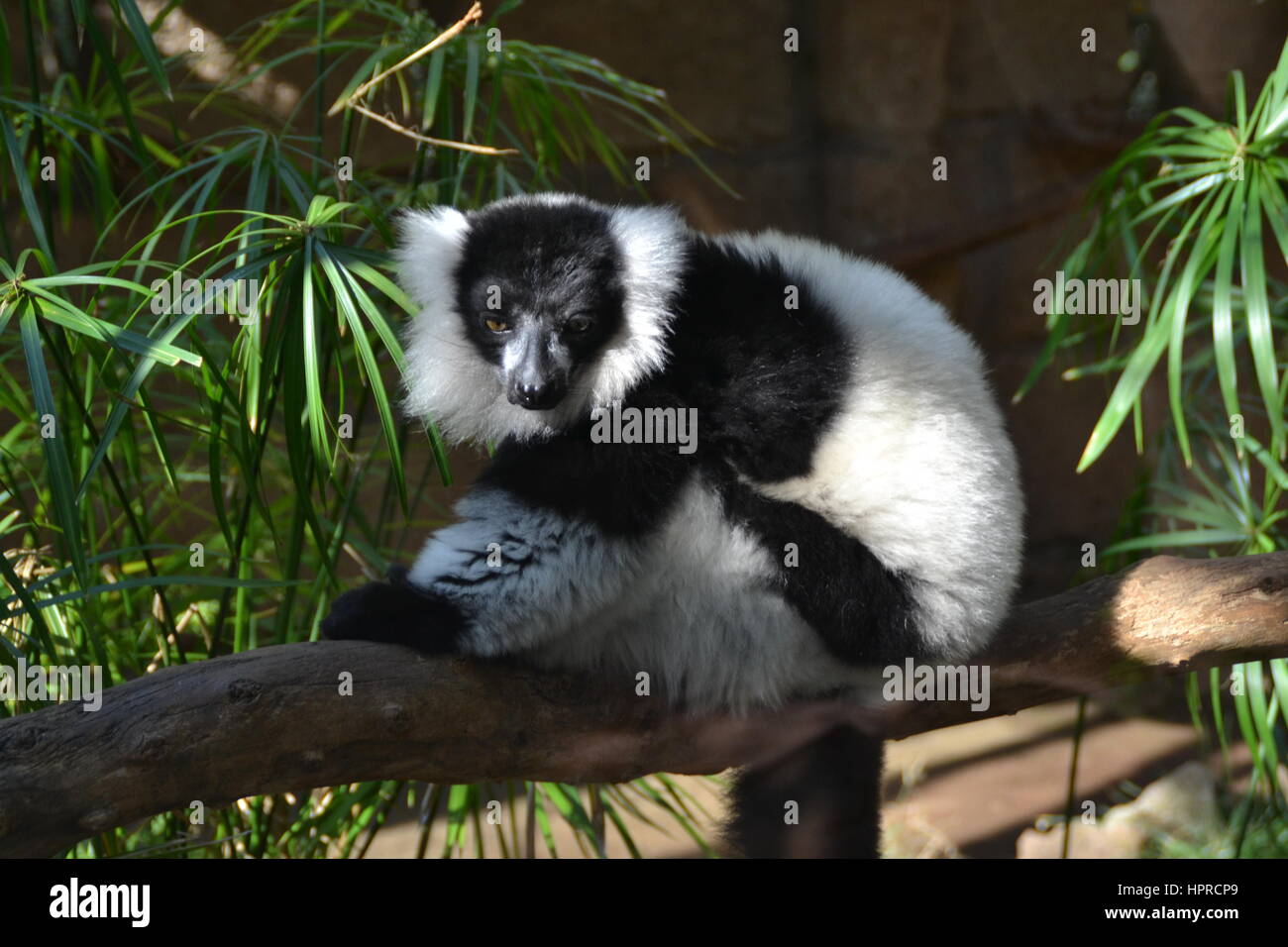 The ring-tailed lemur, Lemur catta, with long, furry, black and white ...