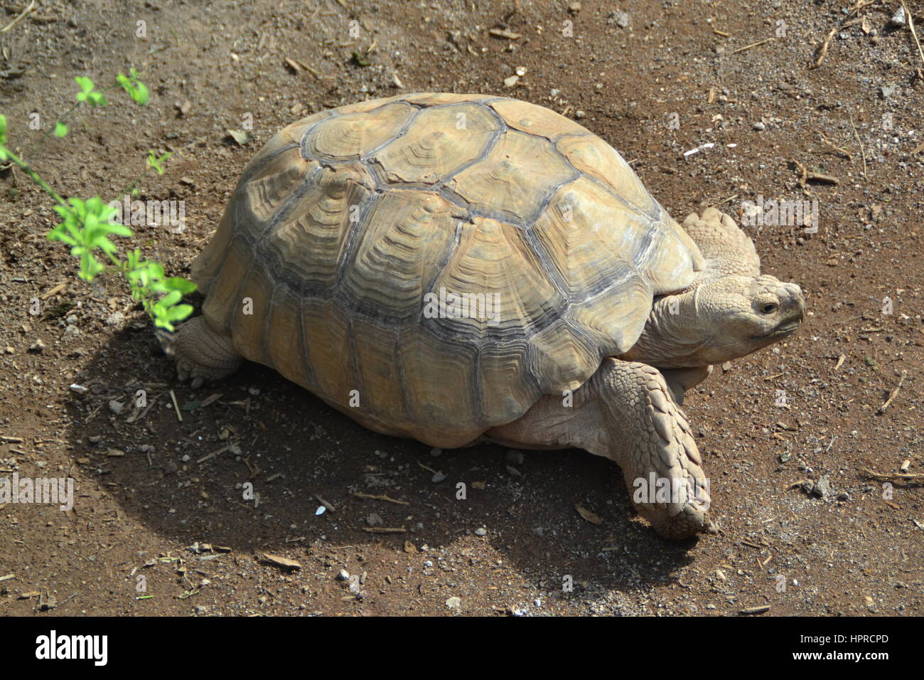 Animals in Jungle park on Tenerife island Stock Photo - Alamy