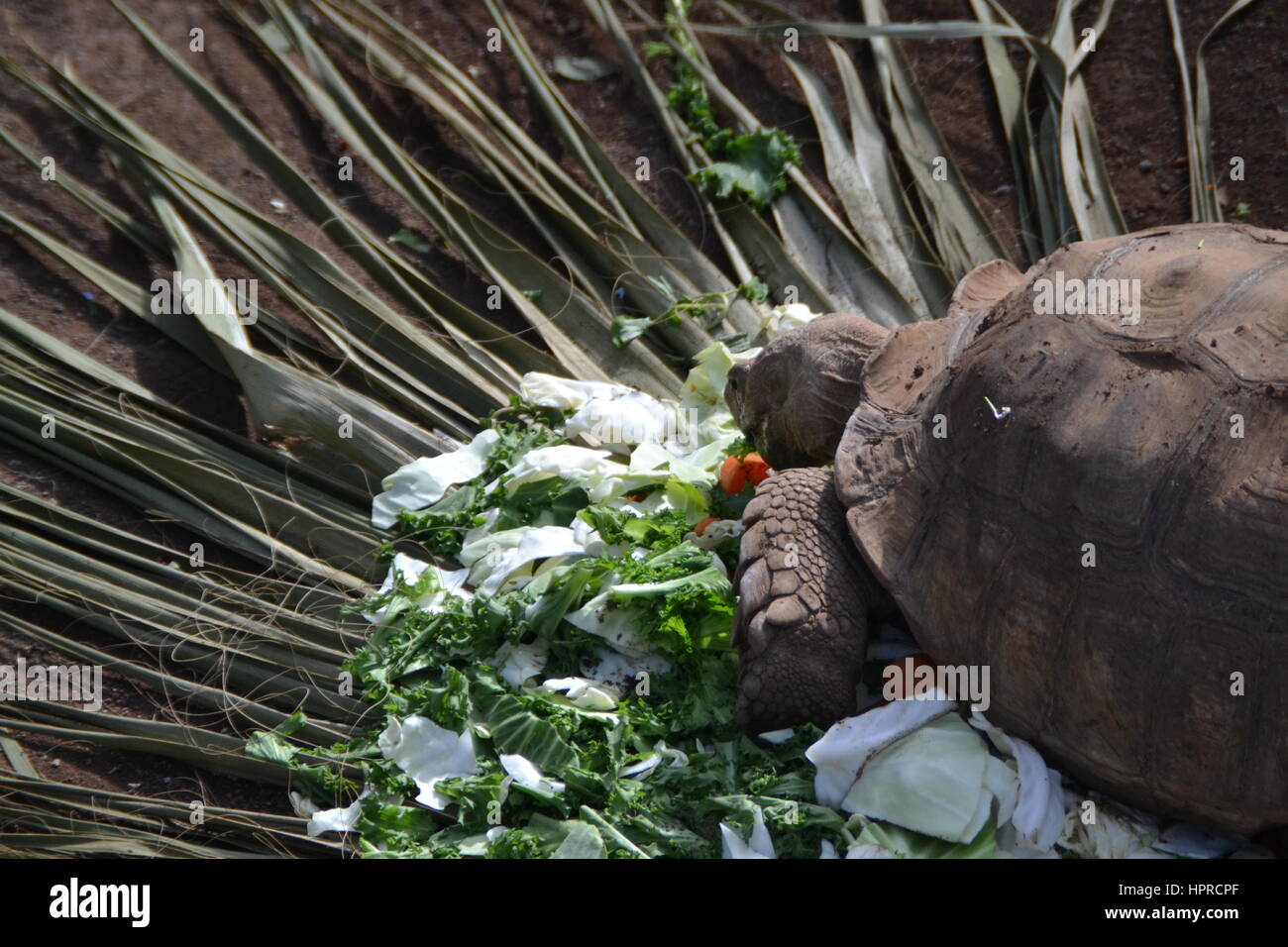 Animals in Jungle park on Tenerife island Stock Photo - Alamy