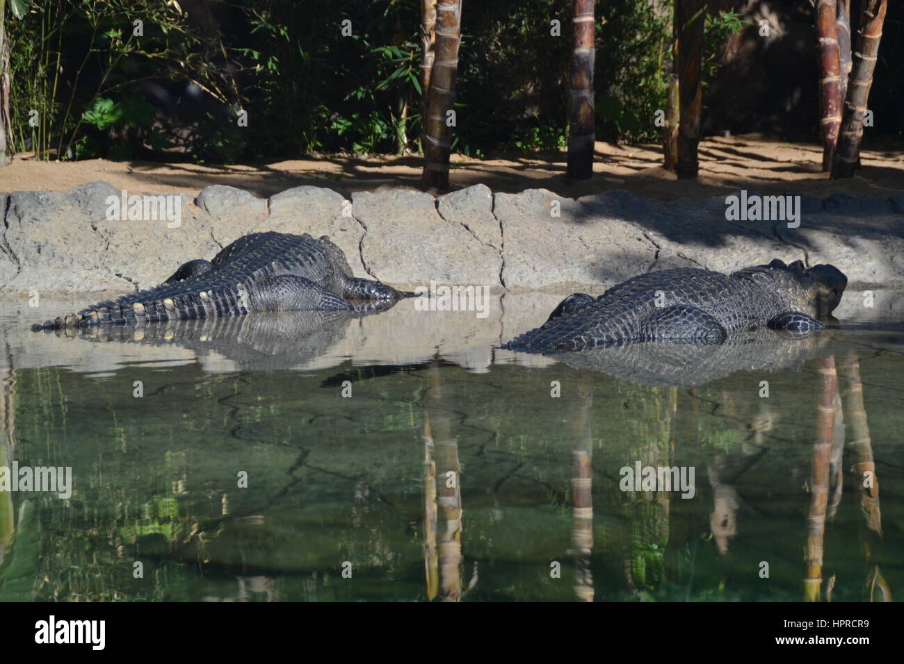 Morphology of crocodiles hi-res stock photography and images - Alamy