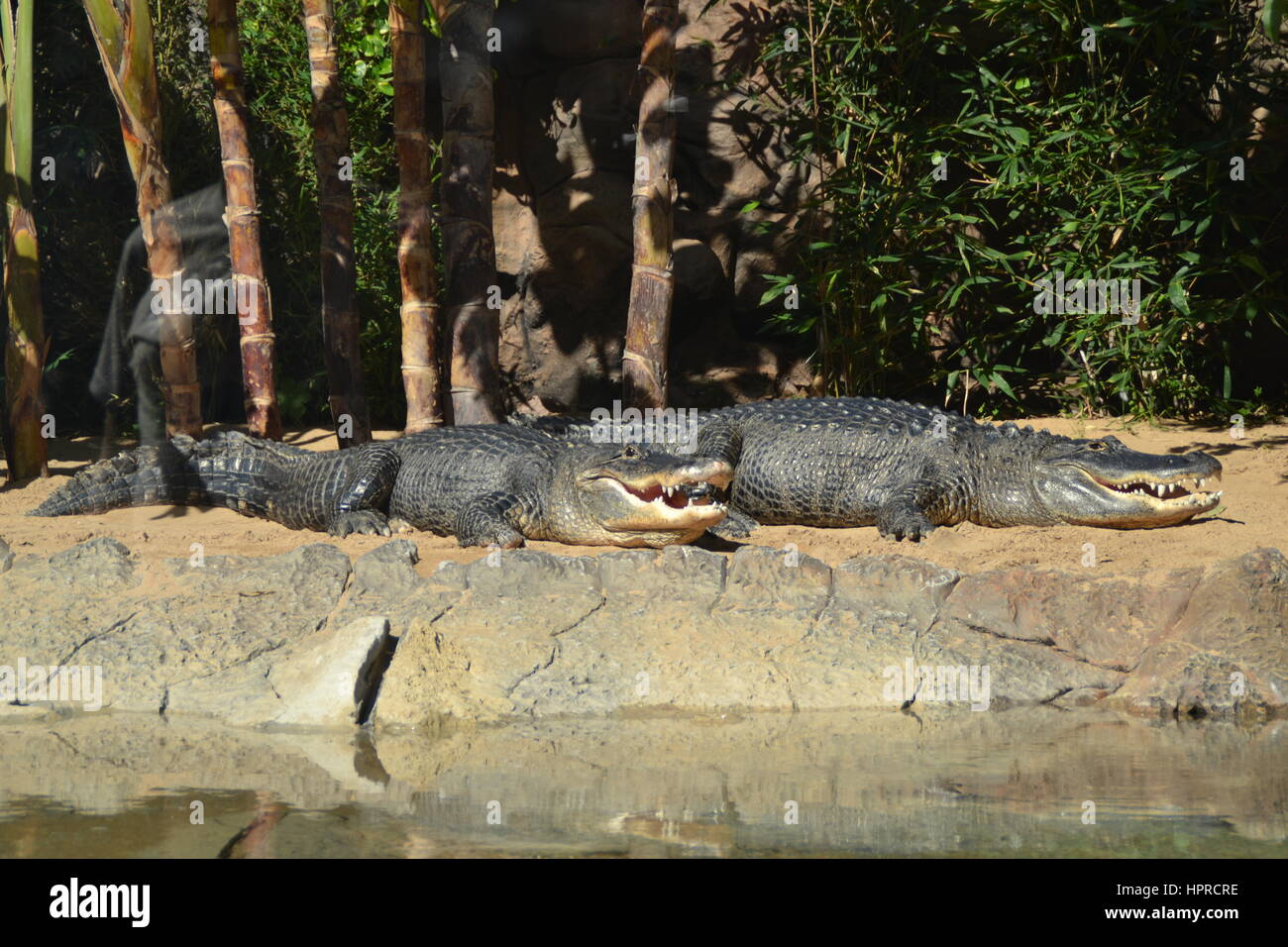 Morphology of crocodiles hi-res stock photography and images - Alamy