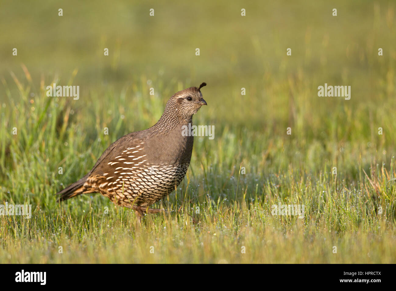 California quail hen hi-res stock photography and images - Alamy