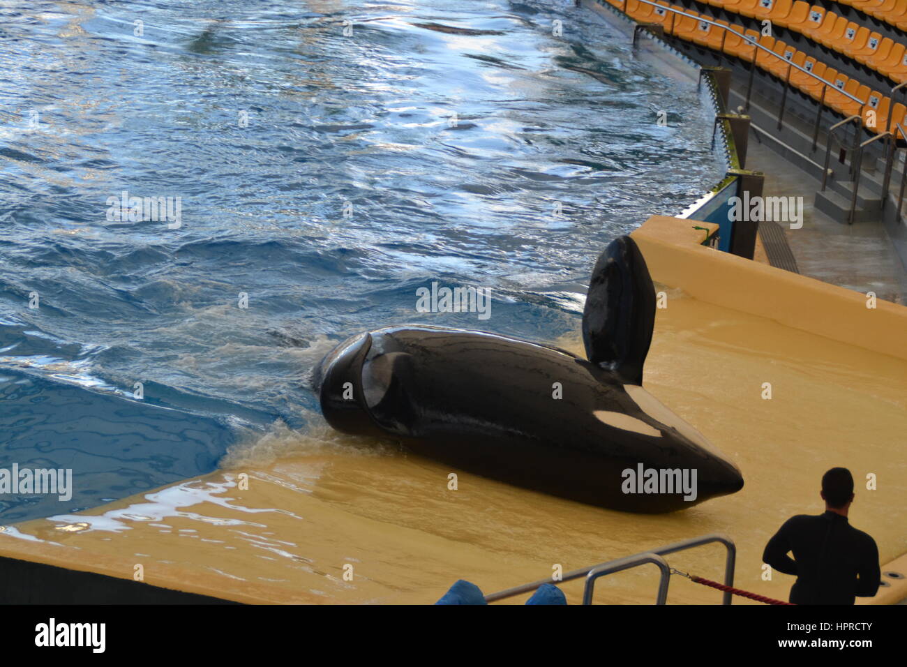 Show of orca in Loro park. The killer whale or orca is toothed whale ...