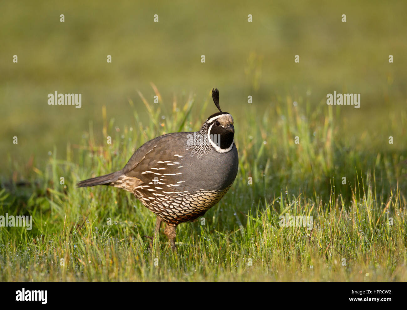 Male california valley quail hi-res stock photography and images - Alamy