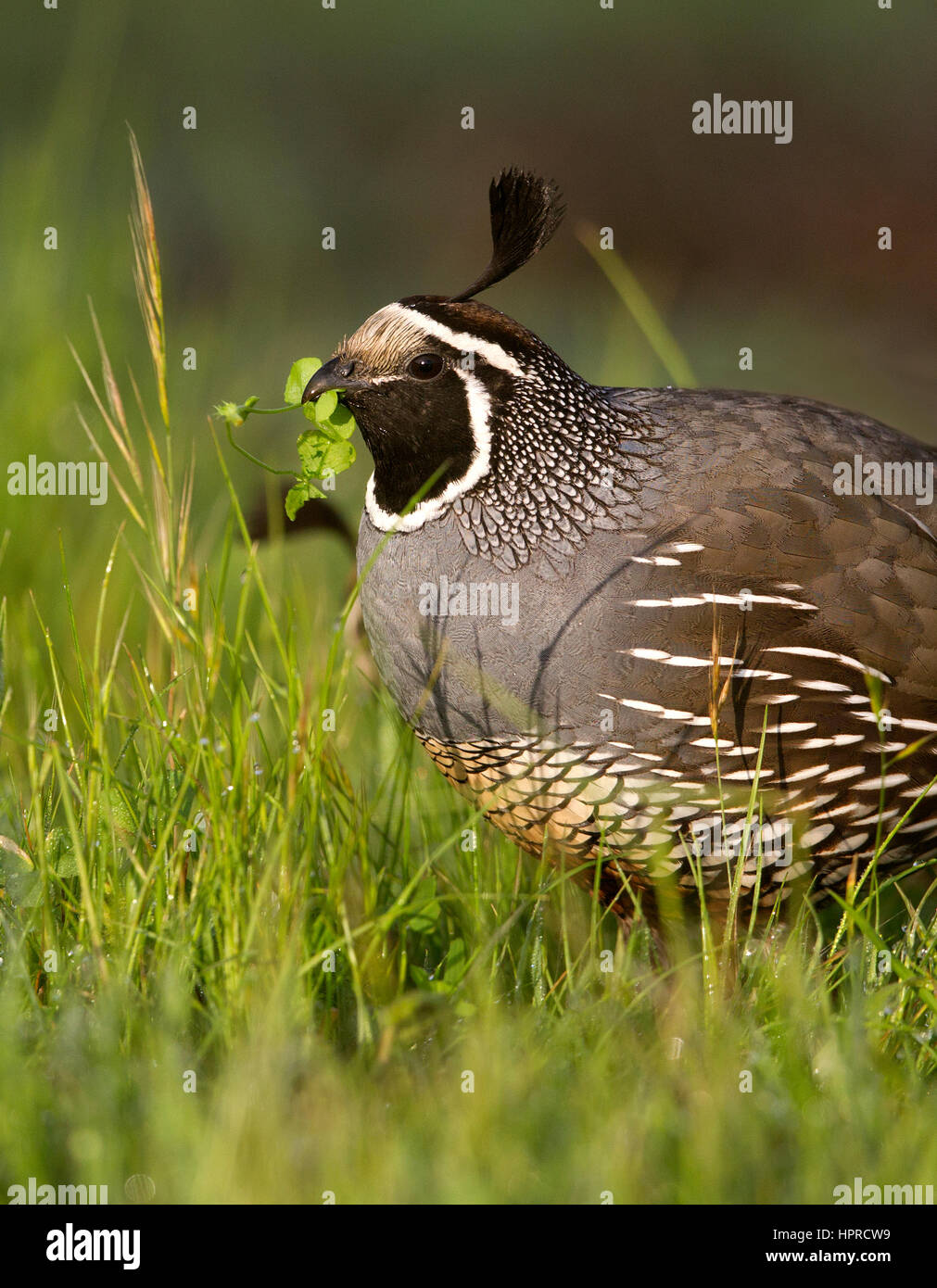 California quail portrait hi-res stock photography and images - Alamy