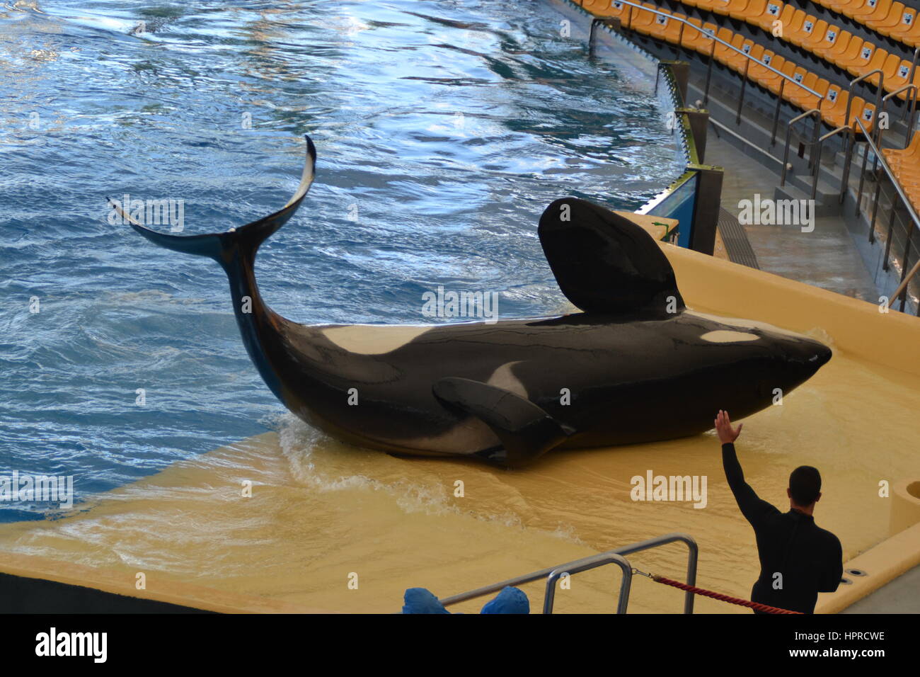 Show of orca in Loro park. The killer whale or orca is toothed whale ...