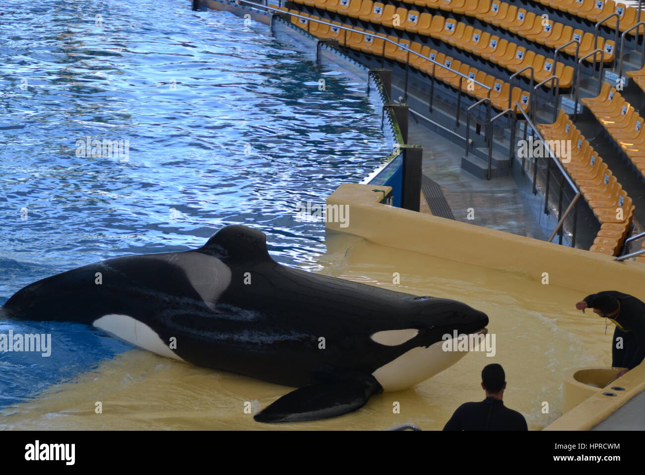 Show of orca in Loro park. The killer whale or orca is toothed whale ...