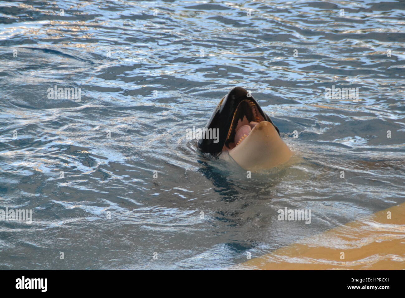 Show of orca in Loro park. The killer whale or orca is toothed whale ...