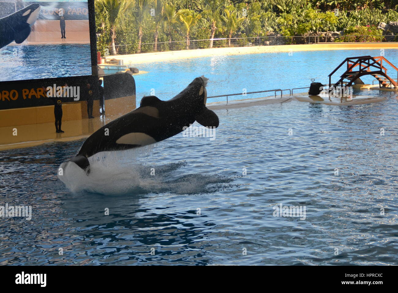 Show of orca in Loro park. The killer whale or orca is toothed whale ...