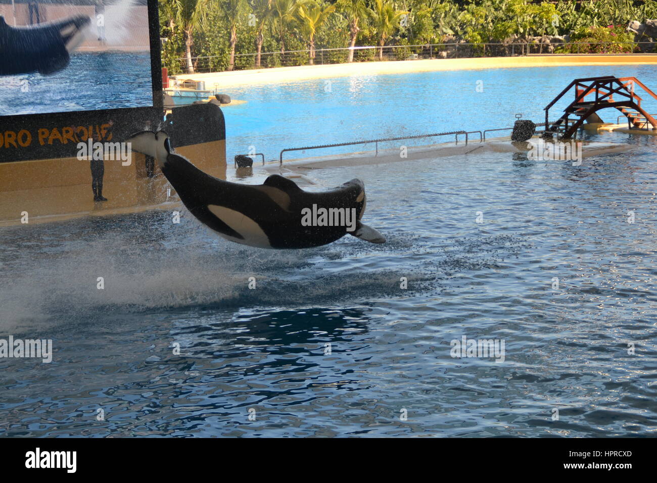 Show of orca in Loro park. The killer whale or orca is toothed whale ...