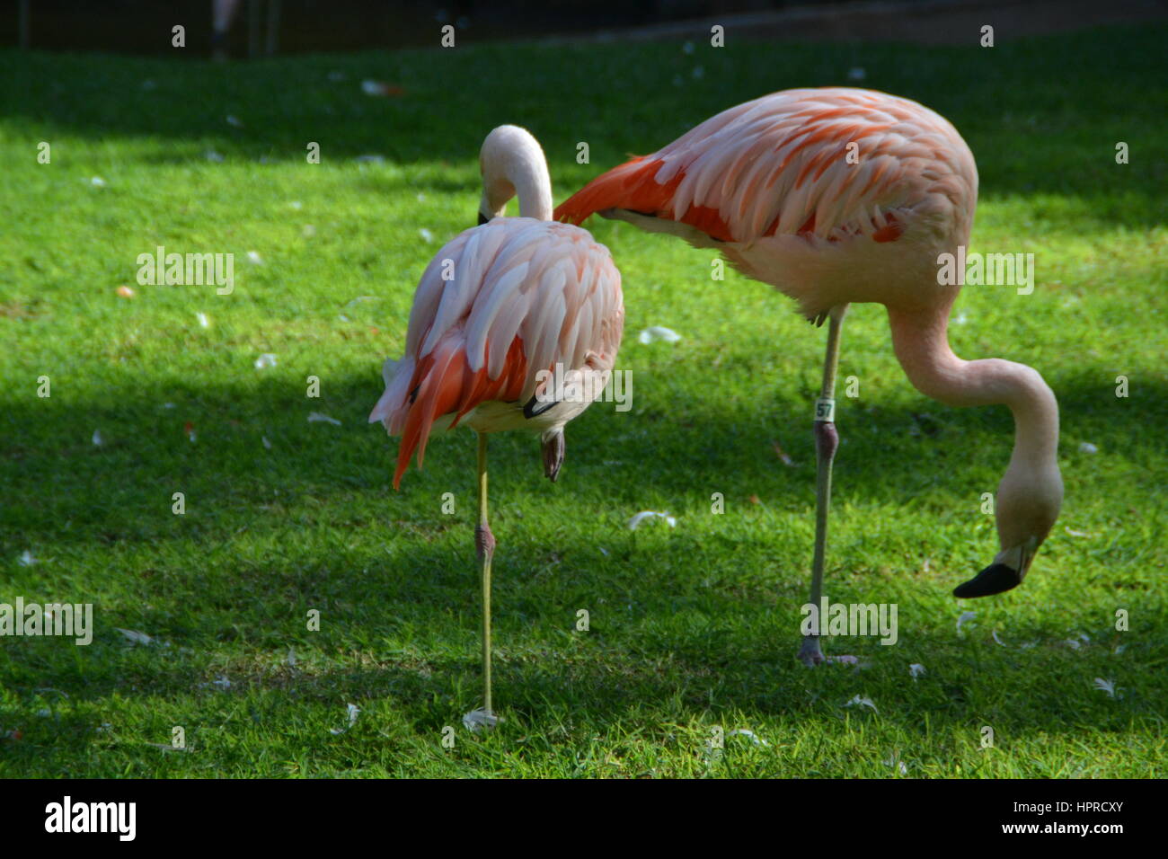 Flamingo eating algae hi-res stock photography and images - Alamy