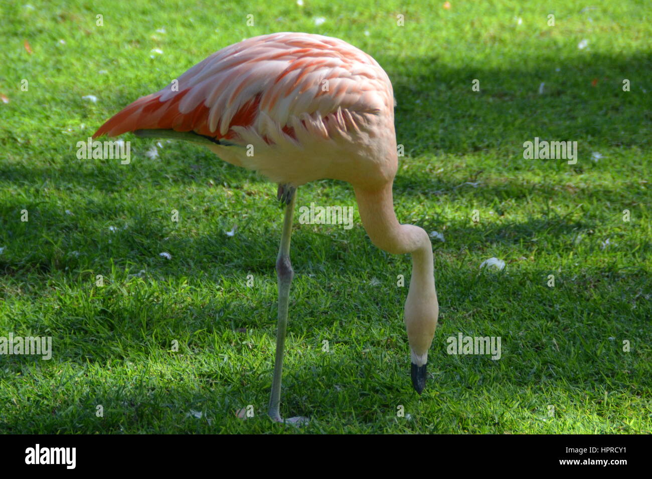 Flamingo eating algae hi-res stock photography and images - Alamy