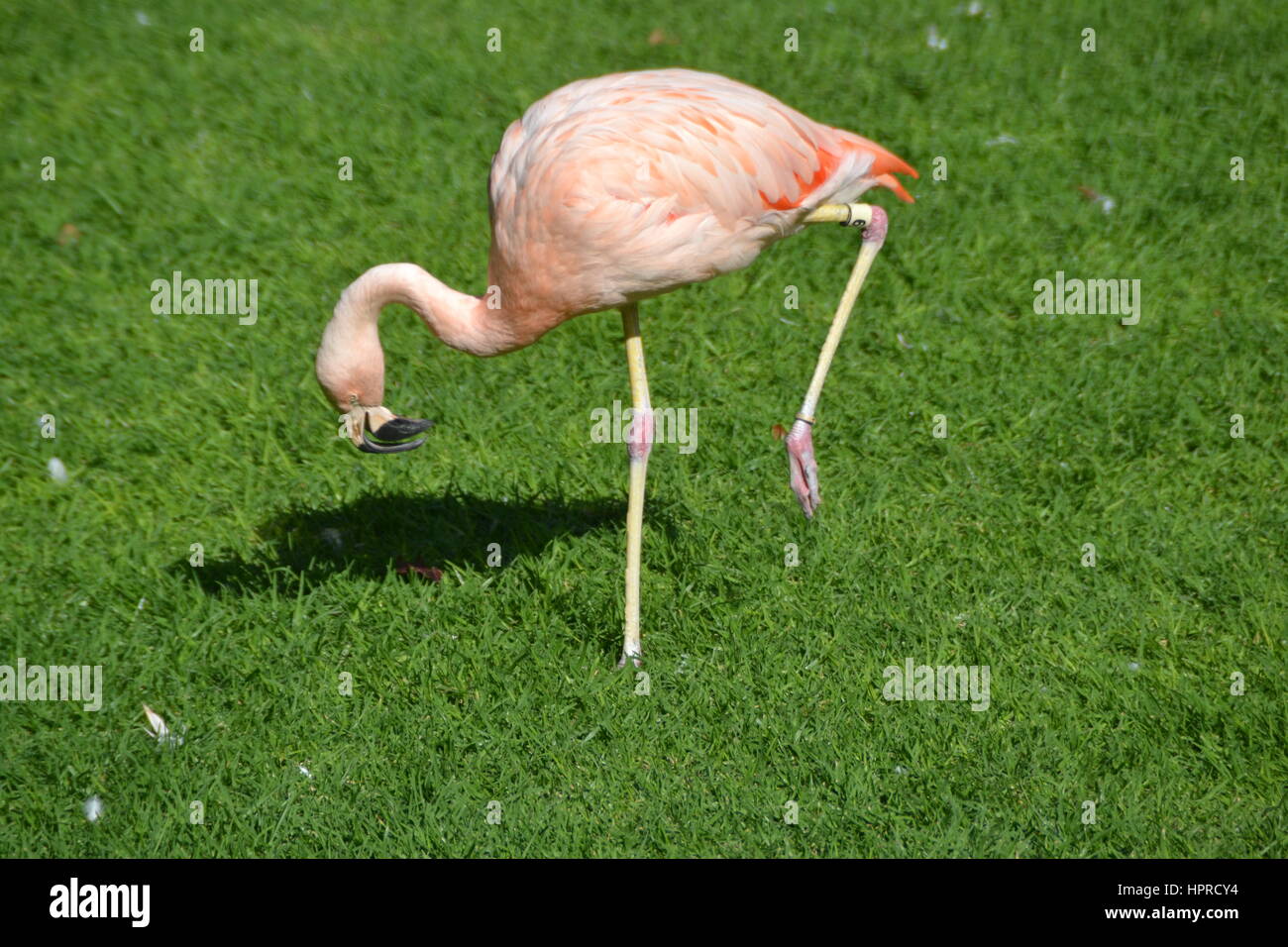 Flamingos usually stand on one leg while the other is tucked beneath ...
