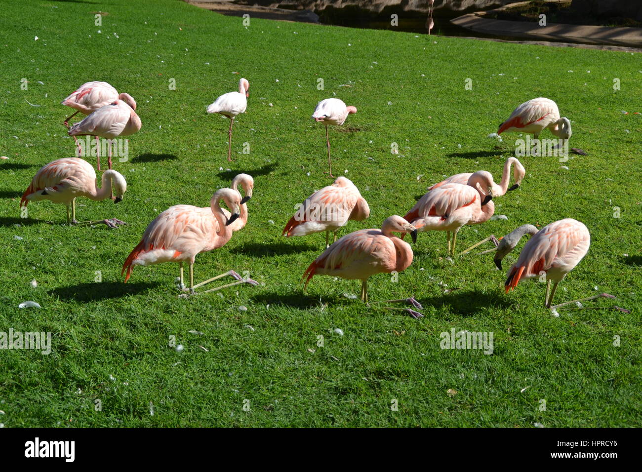 Flamingos usually stand on one leg while the other is tucked beneath ...
