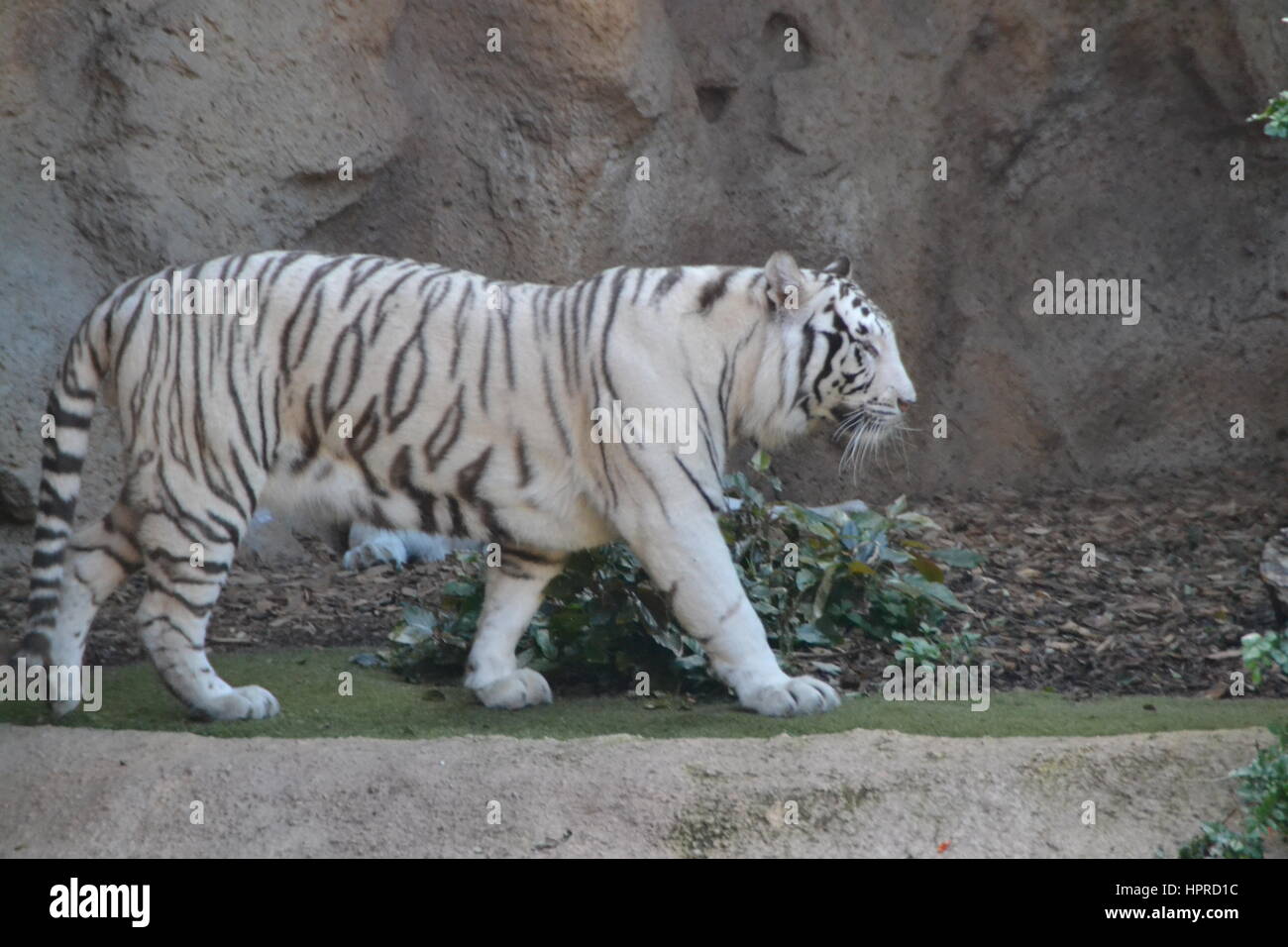 The white tiger or bleached tiger is a pigmentation variant of the ...