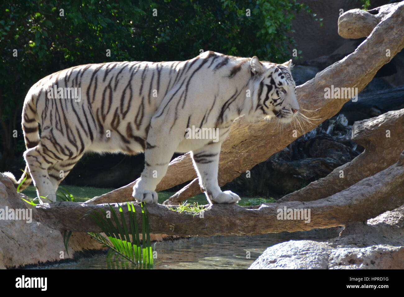 The white tiger or bleached tiger is a pigmentation variant of the ...
