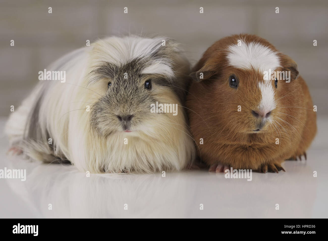 Beautiful Guinea pigs breed Golden American Crested and Coronet cavy ...