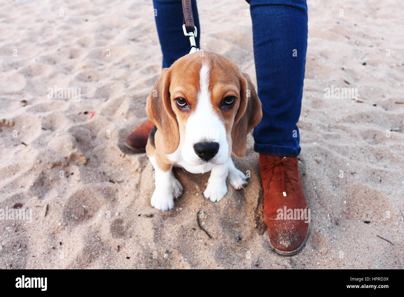 Animal funny beach hi-res stock photography and images - Alamy