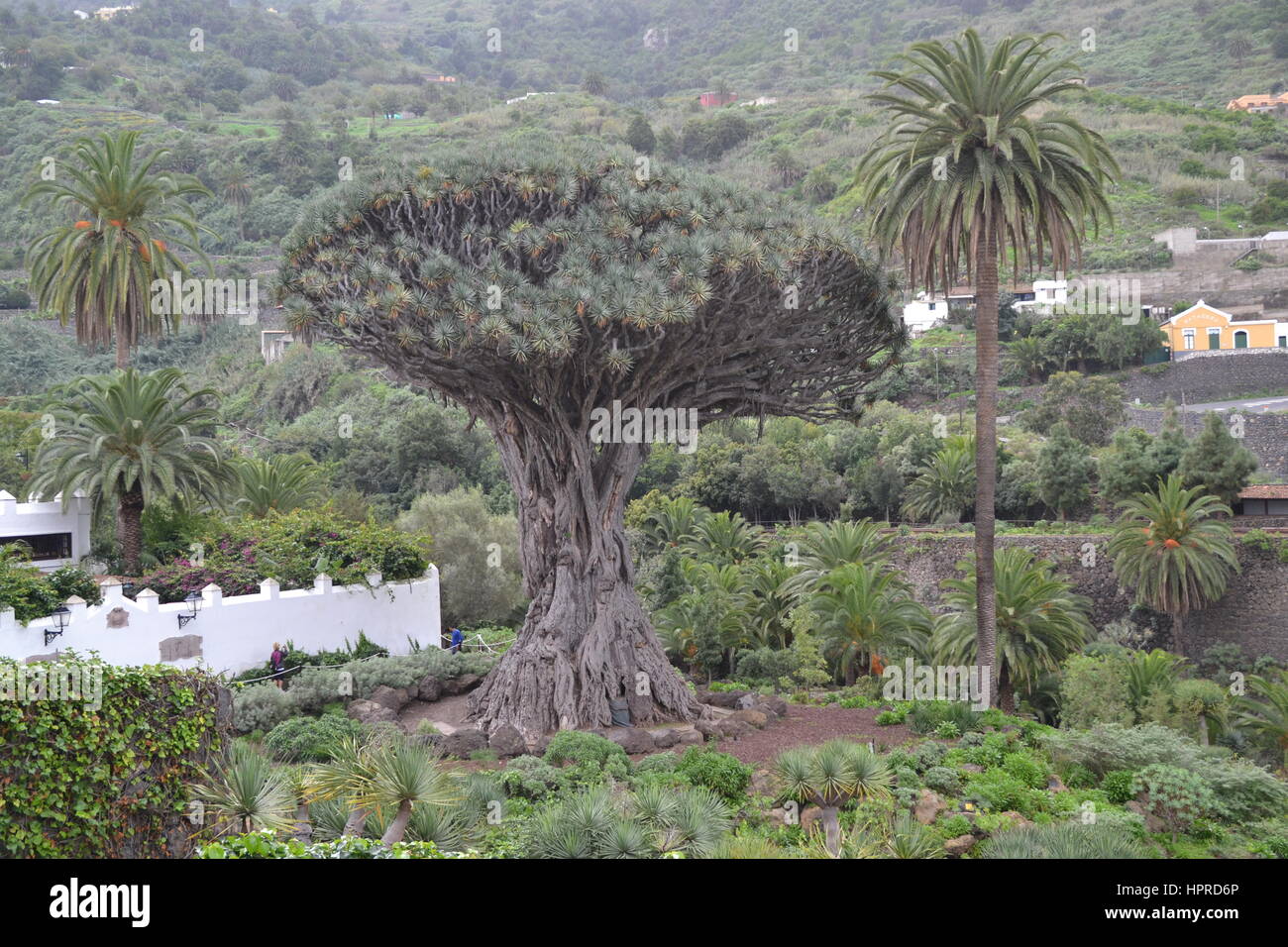 Mighty dragon tree on Tenerife island, Icod de los Vinos Stock Photo ...
