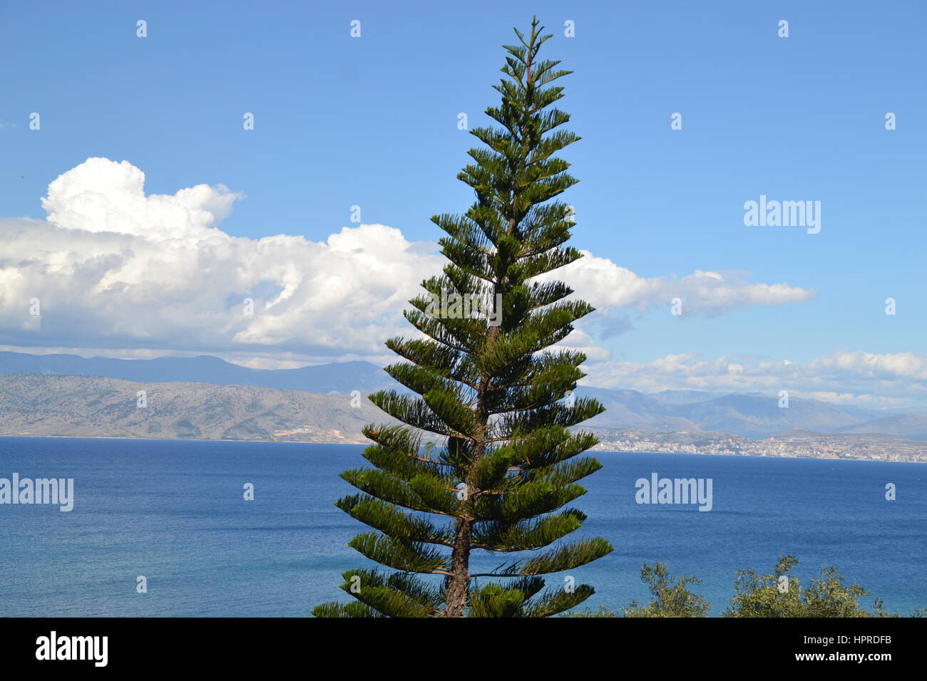 Interesting colorful plant at Corfu island, Greece Stock Photo - Alamy