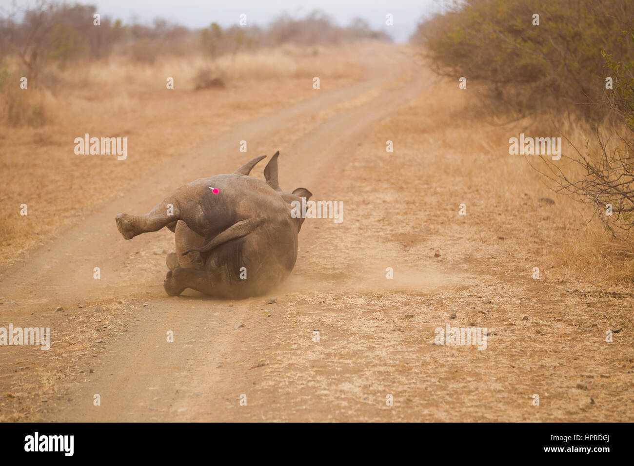 A white rhino goes down after being darted by a conservation ...