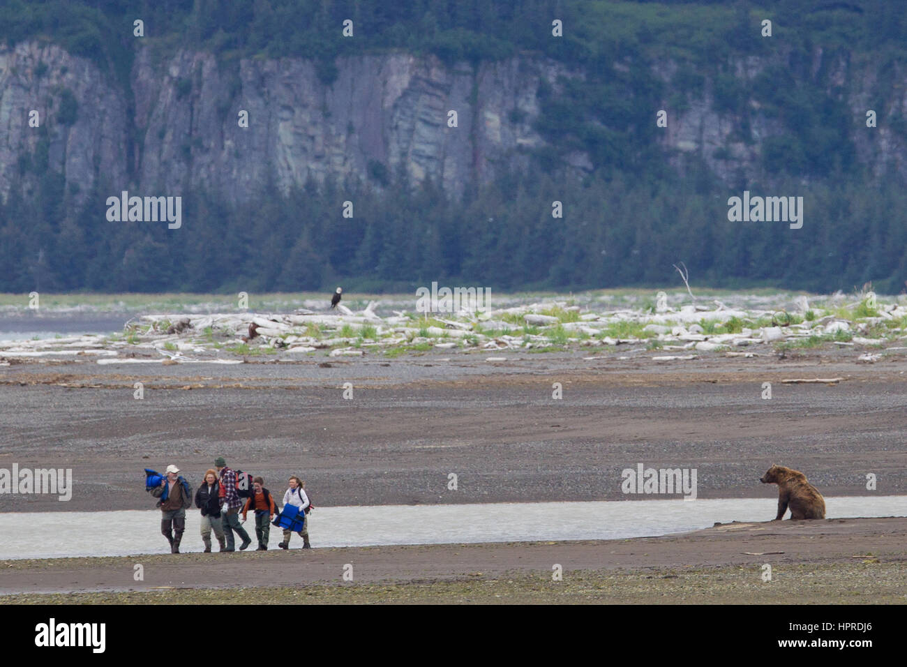 Brown bear, Ursus arctos, viewing is a popular activity at Hallo Bay ...
