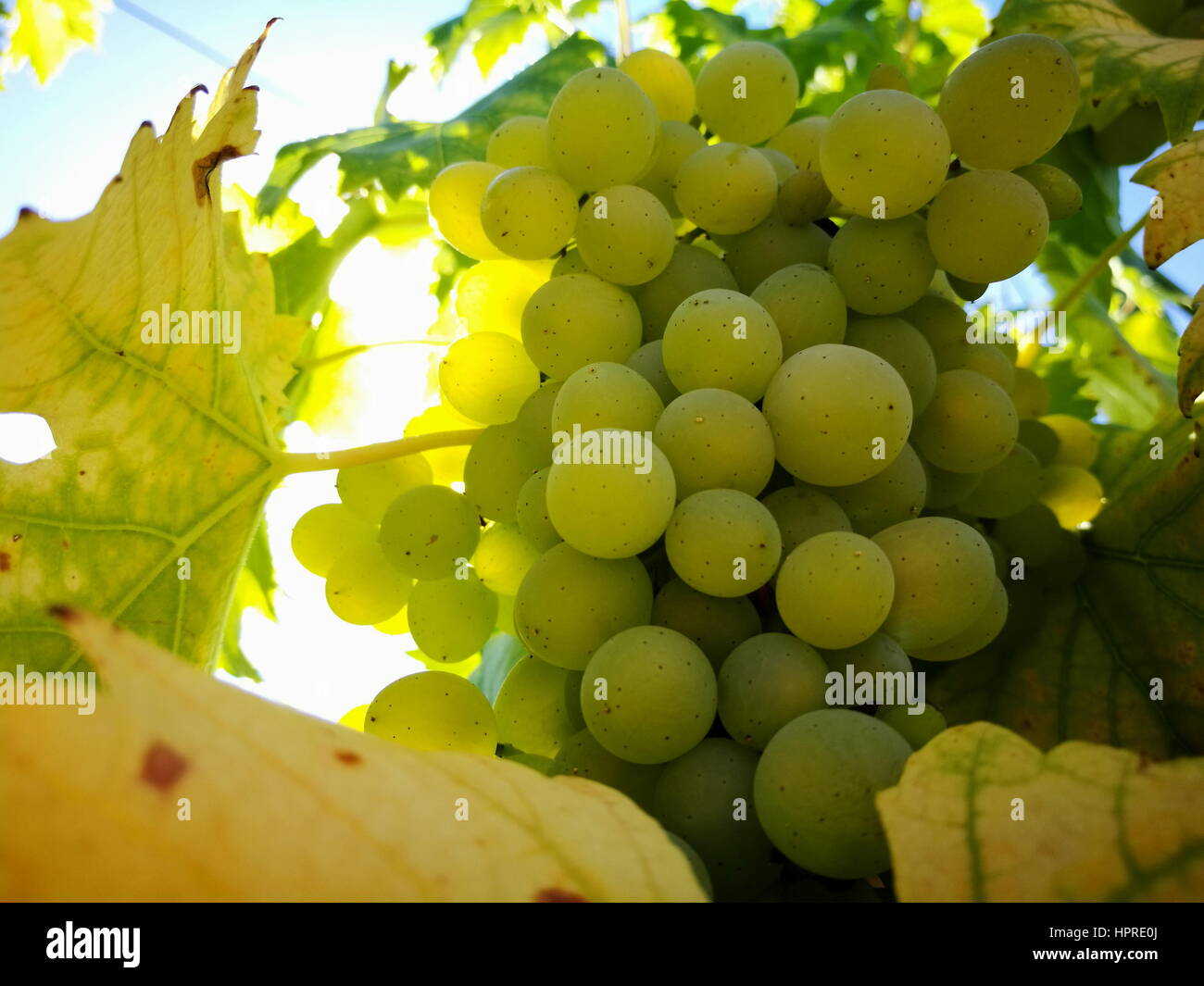 Close up view of grape on vine plant Stock Photo - Alamy