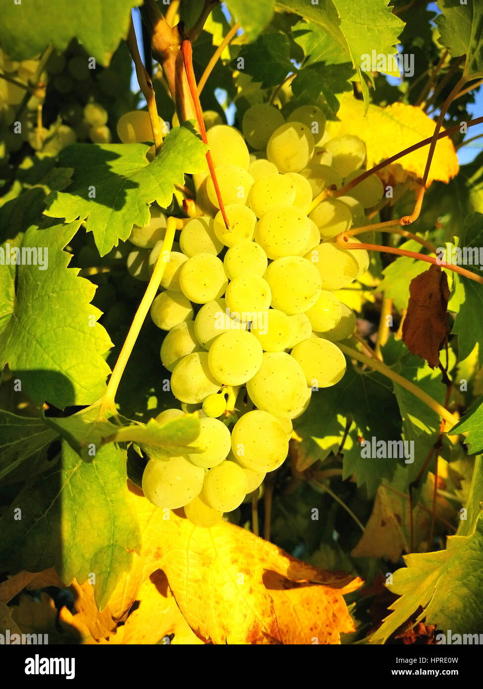 Close up view of grape on vine plant Stock Photo - Alamy