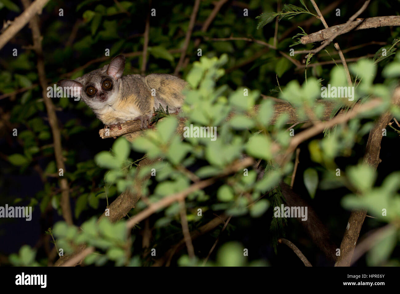 A lesser bushbaby, lesser galago, Galago moholi perches in a tree at ...
