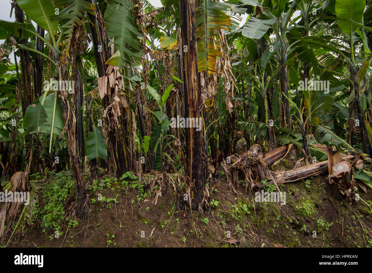 A woman blends in well to the dark shadows of a banana plantation in ...
