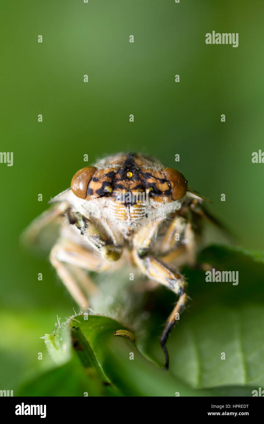 A close up of a cicada looks monstrous but all the tiny living ...