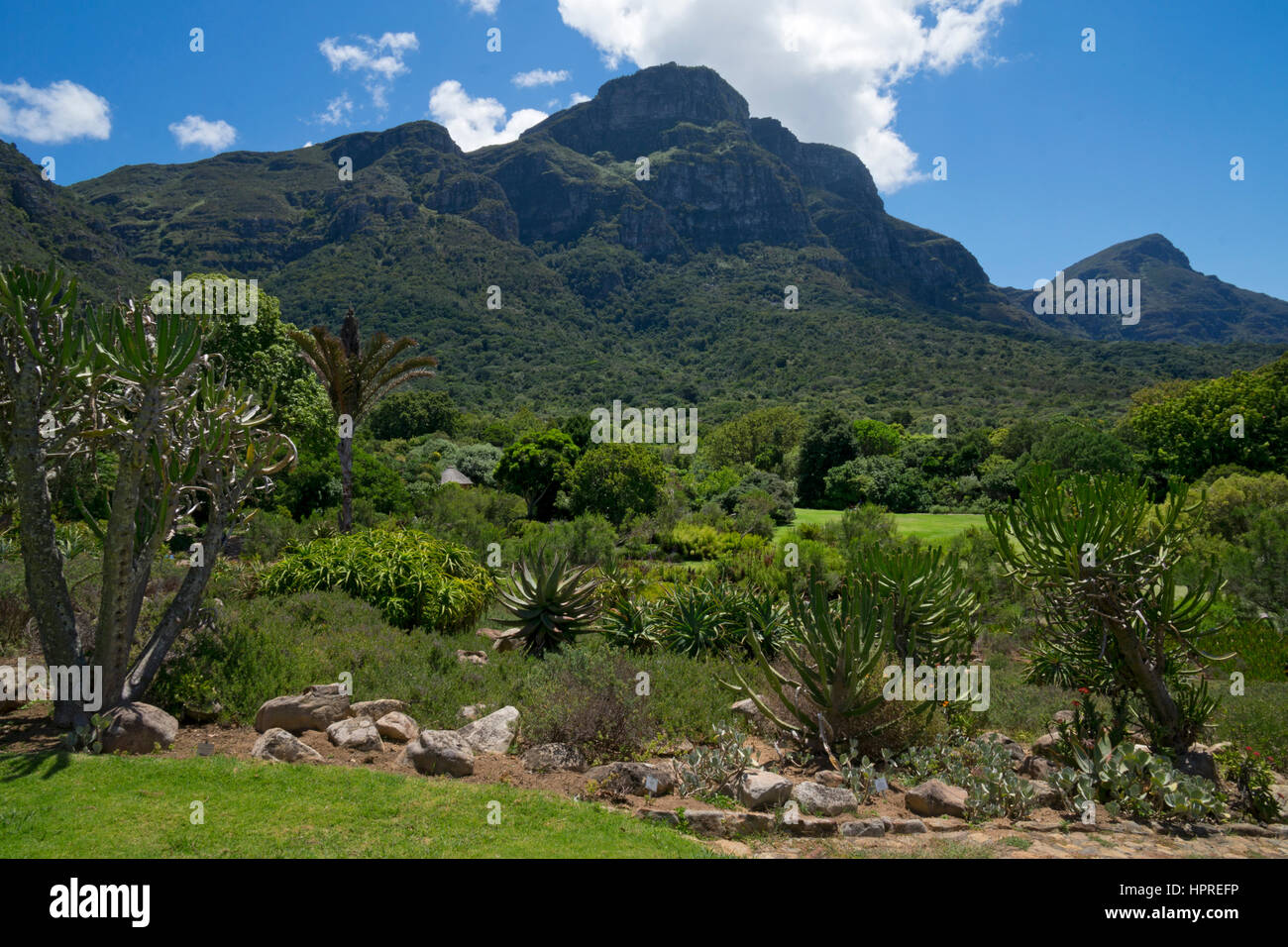 Kirstenbosch National Botanical garden,Cape Town,South Africa Stock ...