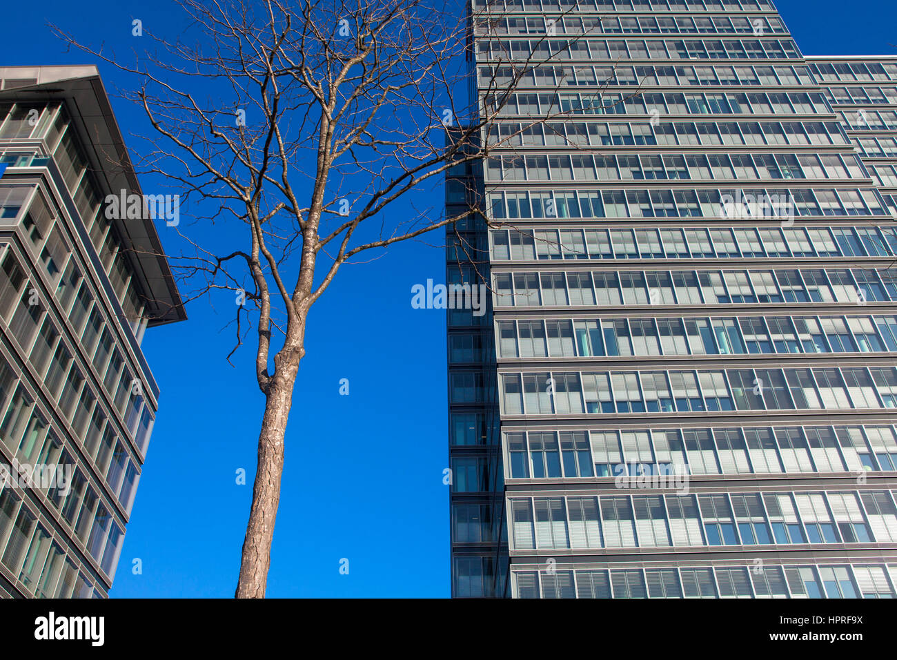 Trees in front of skyscrapers hi-res stock photography and images - Alamy