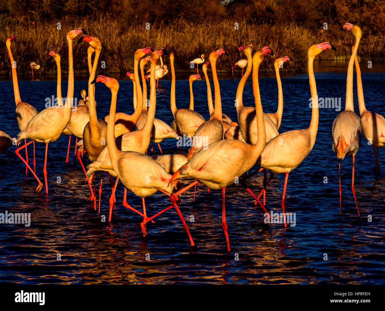 Mating pose hi-res stock photography and images - Alamy