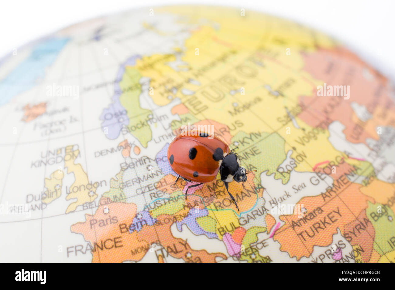 Ladybug walking on a little colorful model globe Stock Photo - Alamy