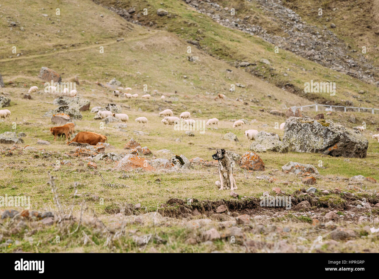 Asian sheep hi-res stock photography and images - Alamy