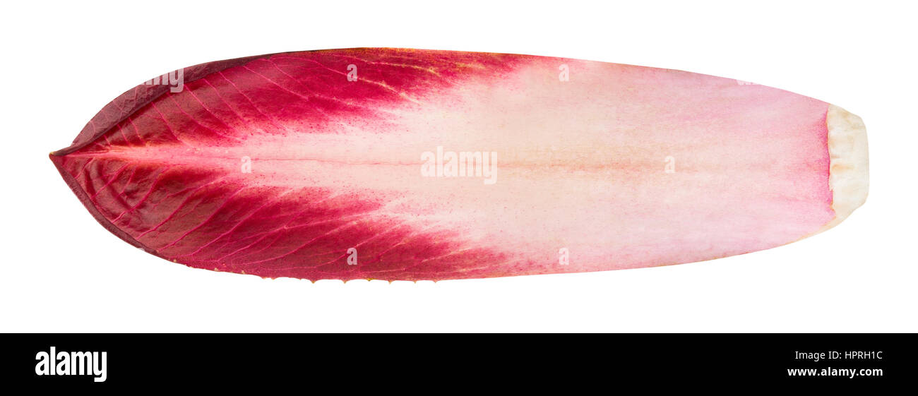 red chicory leaf isolated Stock Photo - Alamy